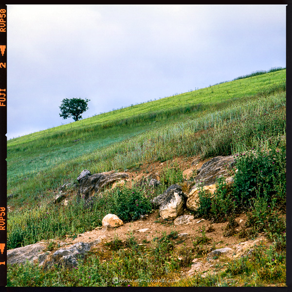 A tree in the beautiful plains of Mazandaran